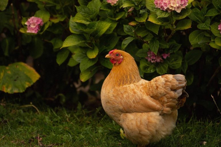 Le guide complet des parasites liés aux poules : comment s'en débarrasser