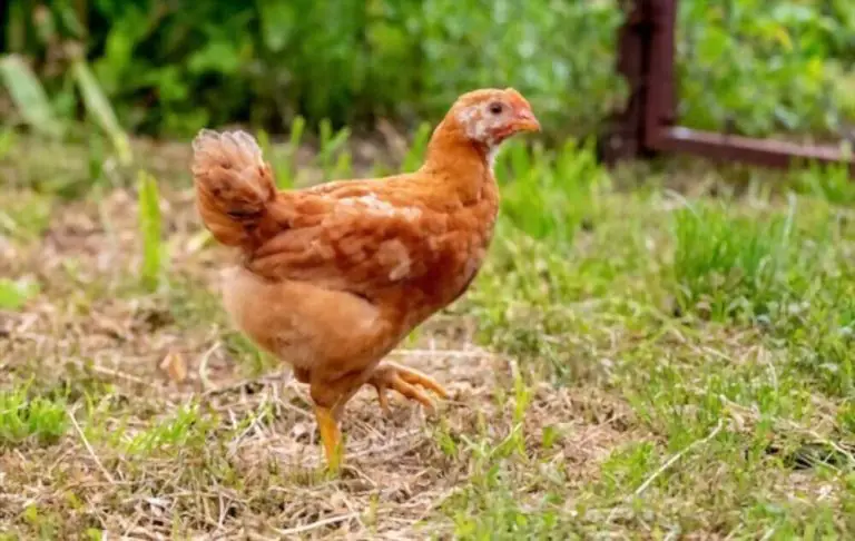 Quand ma poule commencera-t-elle à pondre des œufs