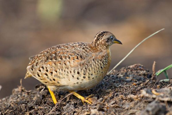 Guide complet pour élever une caille de compagnie