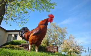 Coq agressif : Comment le dresser pour qu'il devienne "Monsieur Gentil"