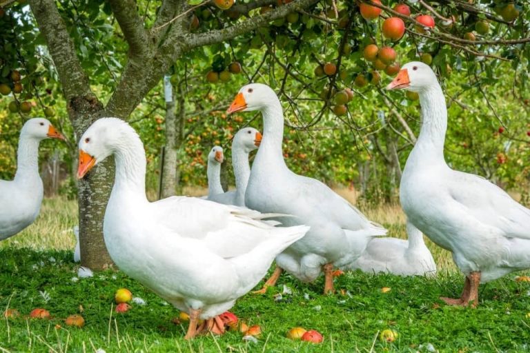 Conseils et Astuces pour l'élevage des Oies | Blog