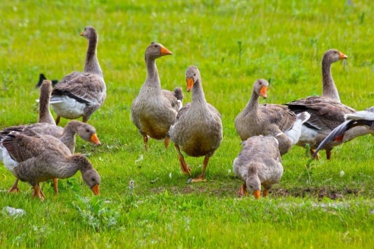 Comment introduire de nouvelles oies dans un troupeau