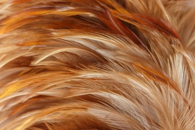 Les meilleurs conseils et astuces dédié à l'élevage de poules