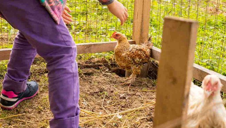 Comment soigner les acariens sur les pattes de poules