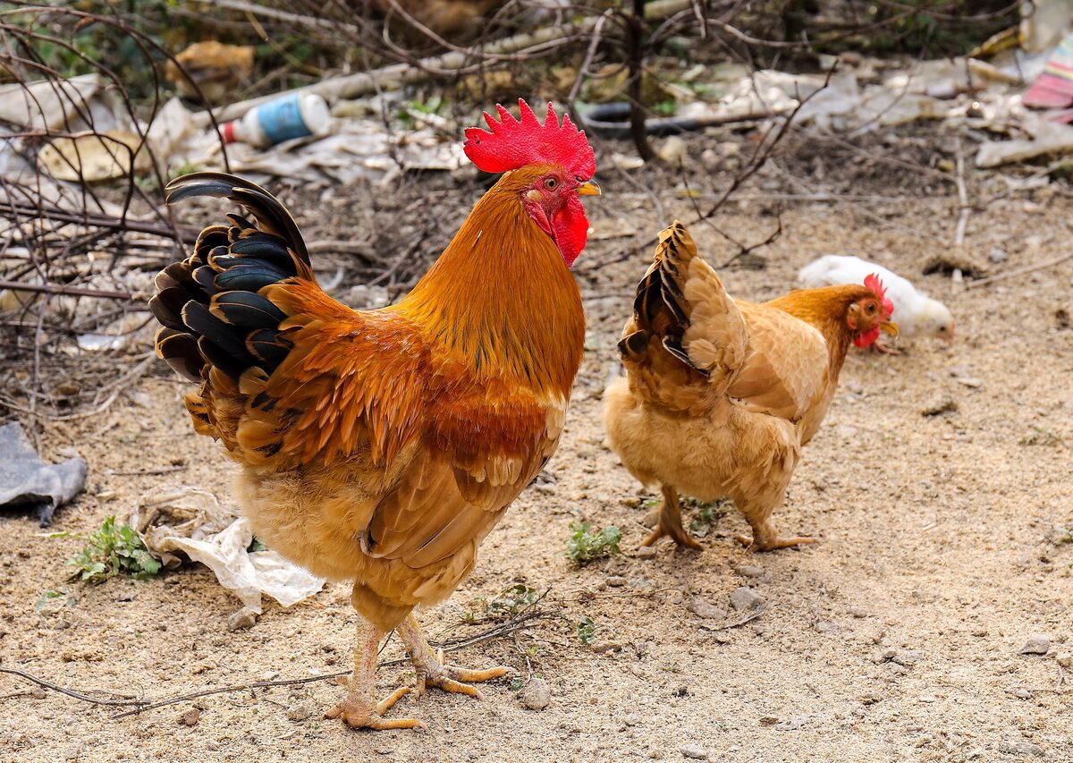 Comment le coq et la poule s'accouplent ? Tout savoir